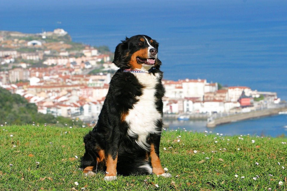 de-berner-sennenhond-338802.jpg?v=1702401296
