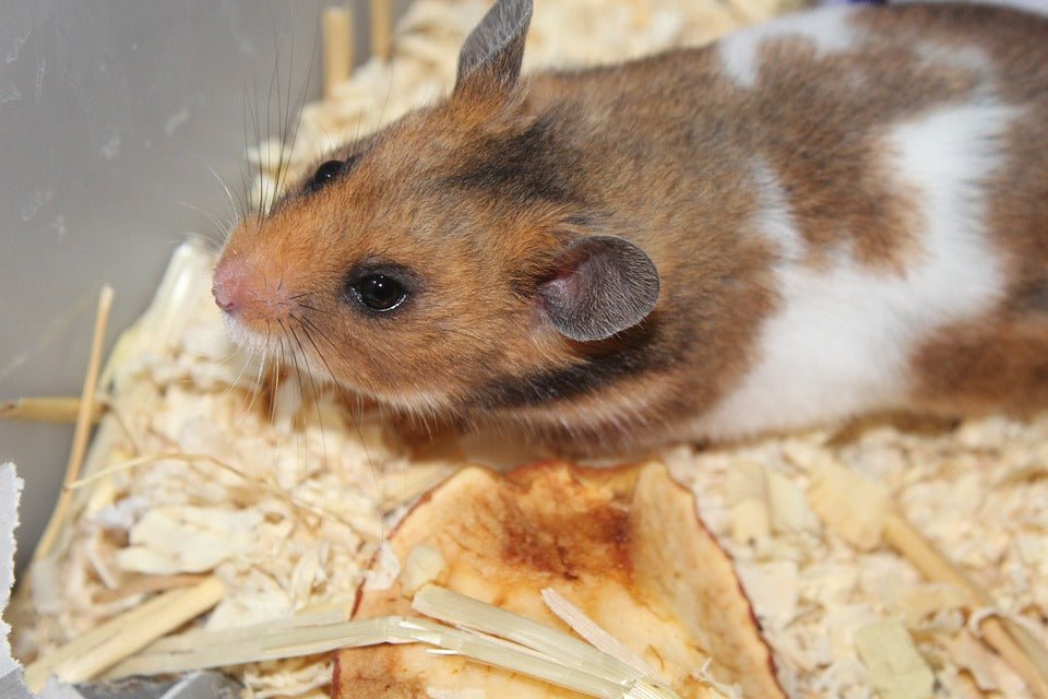 hamsterkooi-met-buizen-of-hamsterkooi-zonder-buizen-741974.jpg?v=1702401195