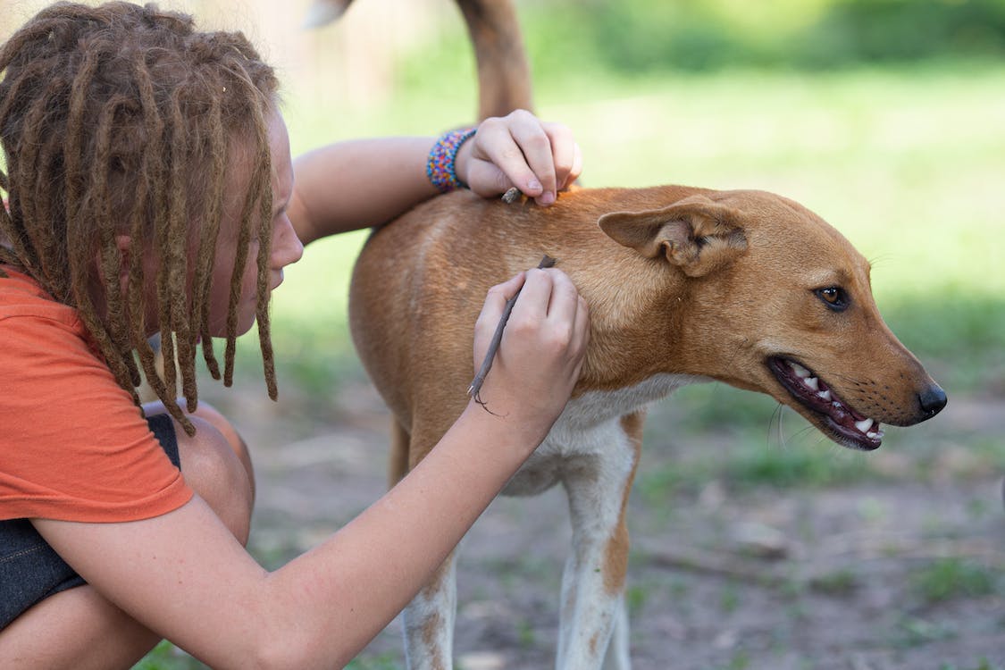 Vlooien bij de hond | Huisdierplezier