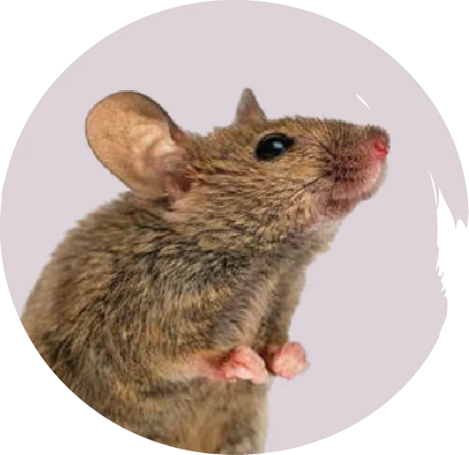 tamme_muis_als_huidier.webp?v=1727285658