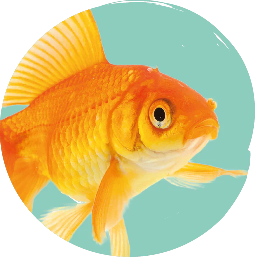 vis_aquarium_dierenwinkel.webp?v=1727283961